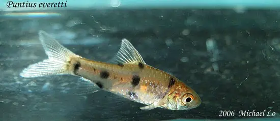 Barbodes everetti (Puntius everetti, Systomus everetti) — Seriously Fish