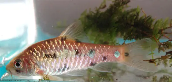 Barbodes everetti (Puntius everetti, Systomus everetti) — Seriously Fish