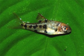 Barbodes everetti (Puntius everetti, Systomus everetti) — Seriously Fish