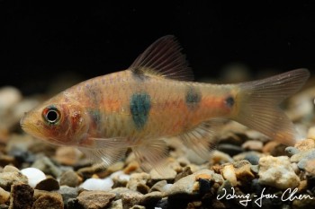 Barbodes dunckeri – Clown Barb (Barbus dunckeri, Puntius dunckeri ...