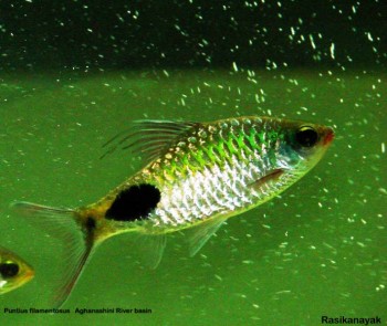Dawkinsia filamentosa – Filament Barb (Puntius filamentosus, Systomus ...