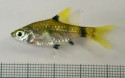 Pethia gelius – Golden Dwarf Barb (Puntius gelius, Cyprinus canius ...
