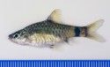 Pethia gelius – Golden Dwarf Barb (Puntius gelius, Cyprinus canius ...
