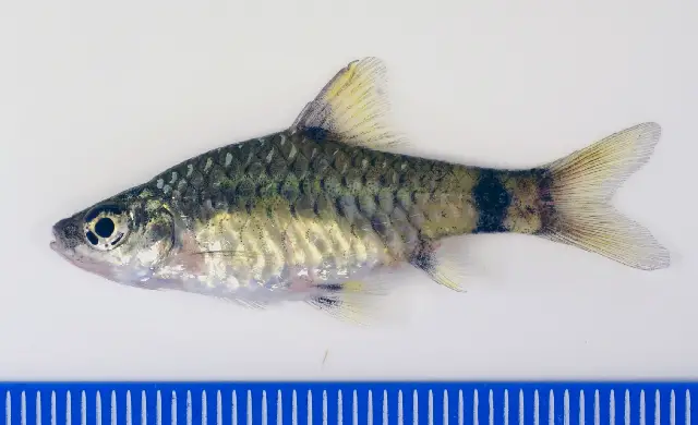 Pethia gelius – Golden Dwarf Barb (Puntius gelius, Cyprinus canius ...