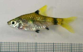 Pethia gelius – Golden Dwarf Barb (Puntius gelius, Cyprinus canius ...