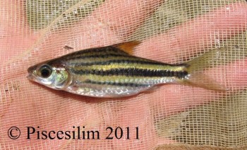 Desmopuntius johorensis – Striped Barb (Puntius johorensis, Puntius ...
