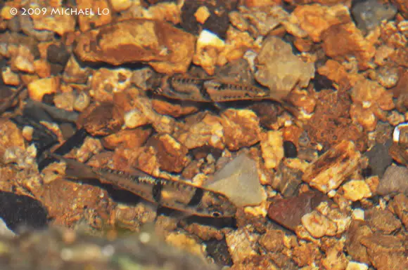 Barbodes kuchingensis – False Spanner Barb (Puntius kuchingensis ...