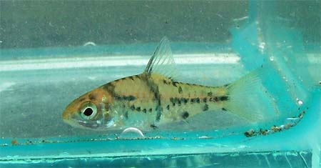 Barbodes kuchingensis – False Spanner Barb (Puntius kuchingensis ...