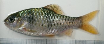 Barbodes lateristriga – Spanner Barb (Barbus lateristriga, Puntius ...