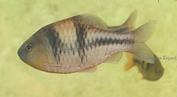 Barbodes lateristriga – Spanner Barb (Barbus lateristriga, Puntius ...