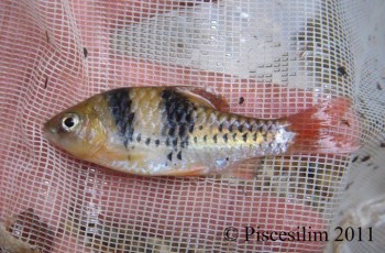 Barbodes lateristriga – Spanner Barb (Barbus lateristriga, Puntius ...