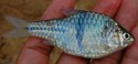 Barbodes lateristriga – Spanner Barb (Barbus lateristriga, Puntius ...