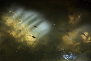 Barbodes lateristriga – Spanner Barb (Barbus lateristriga, Puntius ...