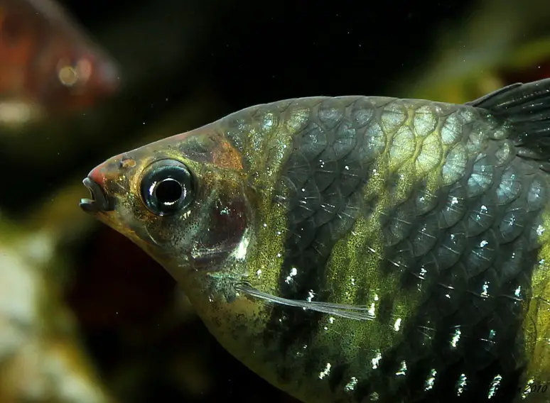 Pethia nigrofasciata – Black Ruby Barb (Barbus nigrofasciatus, Puntius nigrofasciatus ...