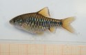 Oliotius oligolepis – Checkered Barb (Capoeta oligolepis, Puntius ...
