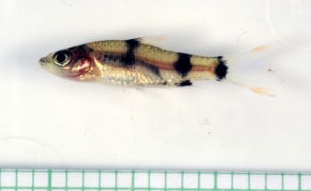 Sahyadria denisonii – Red-line Torpedo Barb (Barbus denisonii, Puntius ...