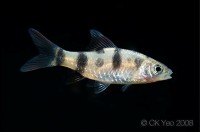 Dawkinsia tambraparniei – ‘Arulius’ Barb (Puntius tambraparniei ...