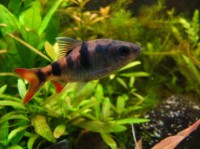 Dawkinsia tambraparniei – ‘Arulius’ Barb (Puntius tambraparniei ...