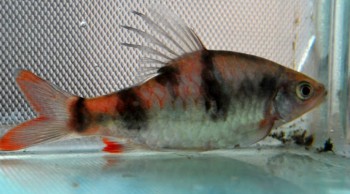 Dawkinsia tambraparniei – ‘Arulius’ Barb (Puntius tambraparniei ...