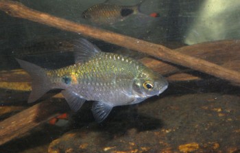 Pethia conchonius – Rosy Barb (Puntius conchonius, Barbus conchonius ...