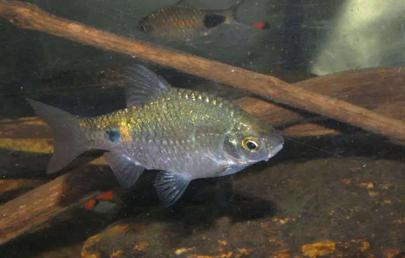 Pethia conchonius – Rosy Barb (Puntius conchonius, Barbus conchonius ...