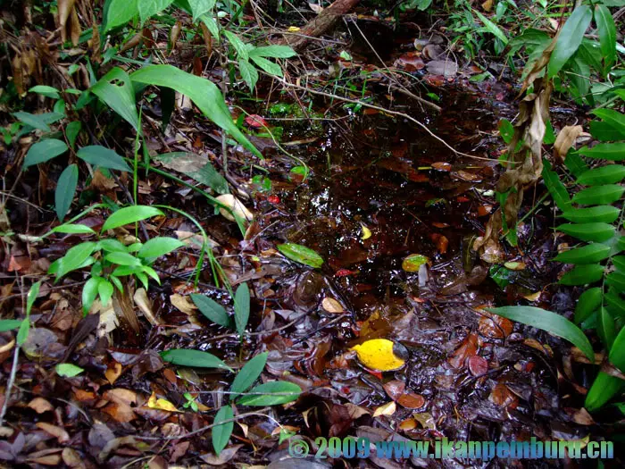 Betta rutilans — Seriously Fish