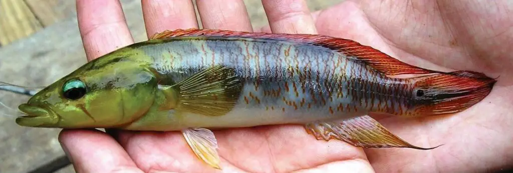 Crenicichla — Seriously Fish