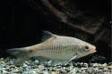 Barbodes binotatus – Spotted Barb (Puntius binotatus, Systomus ...