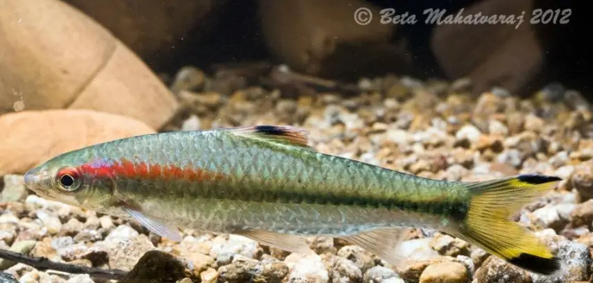 Sahyadria chalakkudiensis (Puntius chalakkudiensis) — Seriously Fish