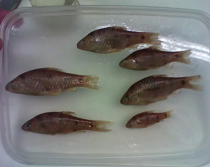 Barbodes everetti (Puntius everetti, Systomus everetti) — Seriously Fish