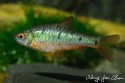 Barbodes semifasciolatus – Golden Barb* (Barbus sachsii, Puntius ...