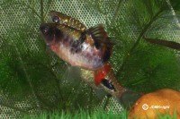 Dawkinsia assimilis – Mascara Barb (Systomus assimilis, Puntius ...