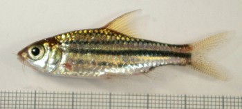 Desmopuntius johorensis – Striped Barb (Puntius johorensis, Puntius ...