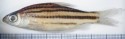 Desmopuntius johorensis – Striped Barb (Puntius johorensis, Puntius ...
