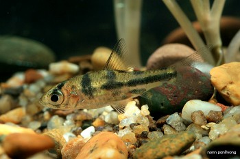Desmopuntius johorensis – Striped Barb (Puntius johorensis, Puntius ...