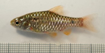 Pethia manipurensis (Puntius manipurensis) — Seriously Fish
