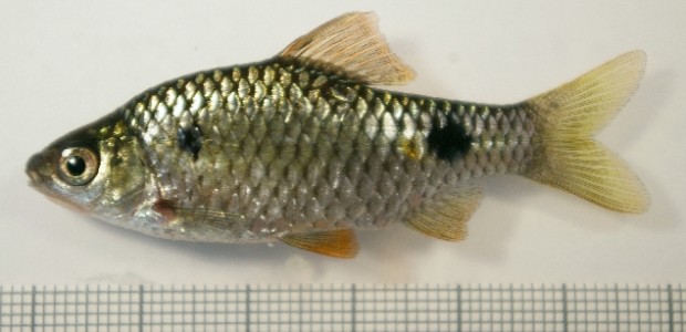 Pethia ticto – Ticto Barb (Puntius ticto, Barbus ticto) — Seriously Fish