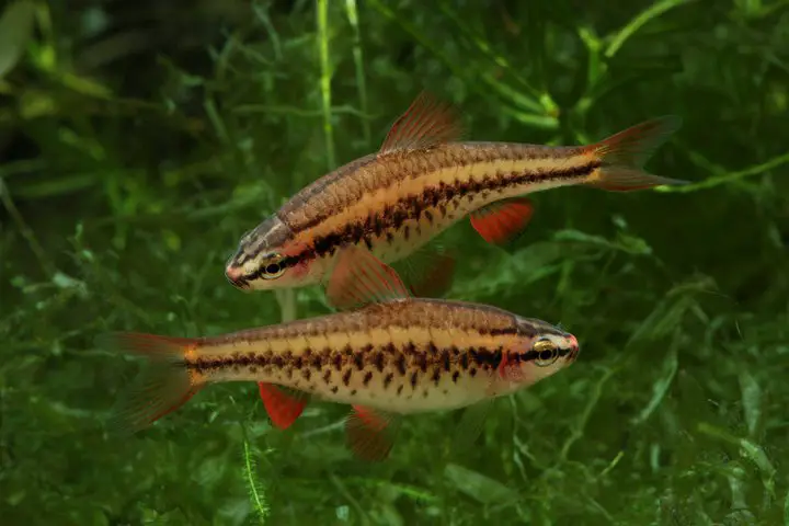 Puntius titteya – Cherry Barb (Barbus titteya, Capoeta titteya ...