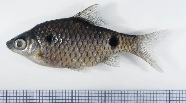 Pethia ticto – Ticto Barb (Puntius ticto, Barbus ticto) — Seriously Fish