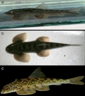 New balitorid loach species discovered in southern India — Seriously Fish