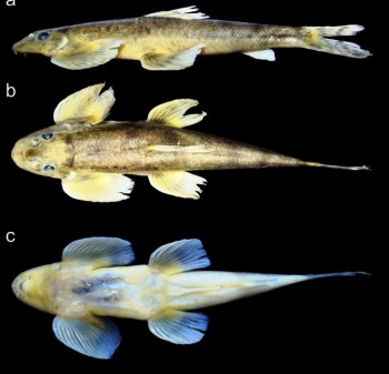 New balitorid loach species discovered in southern India — Seriously Fish