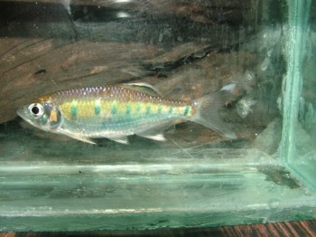 Barilius canarensis (Opsarius canarensis) — Seriously Fish
