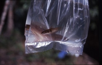 Betta prima 1 — Seriously Fish