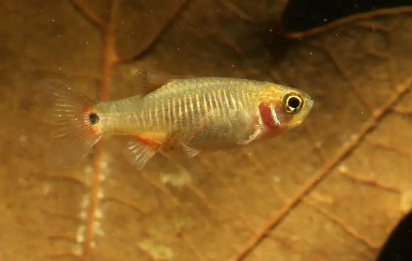 Emerald Dwarf Rasbora Care