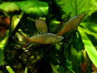 Iriatherina werneri – Threadfin Rainbowfish — Seriously Fish