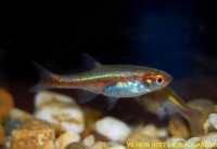 Microrasbora cf. rubescens – Flame Red ‘Rasbora’ — Seriously Fish