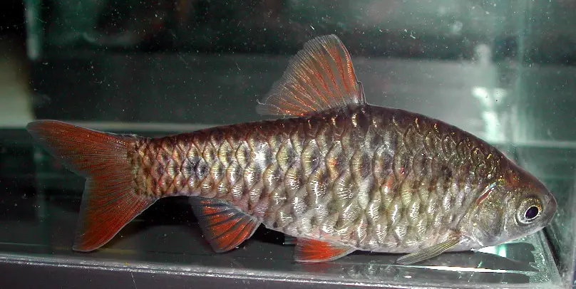 Pethia manipurensis (Puntius manipurensis) — Seriously Fish
