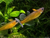 Pseudomugil gertrudae – Spotted Blue-eye — Seriously Fish