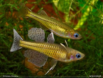 Pseudomugil gertrudae – Spotted Blue-eye — Seriously Fish