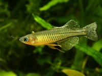 Pseudomugil gertrudae – Spotted Blue-eye — Seriously Fish